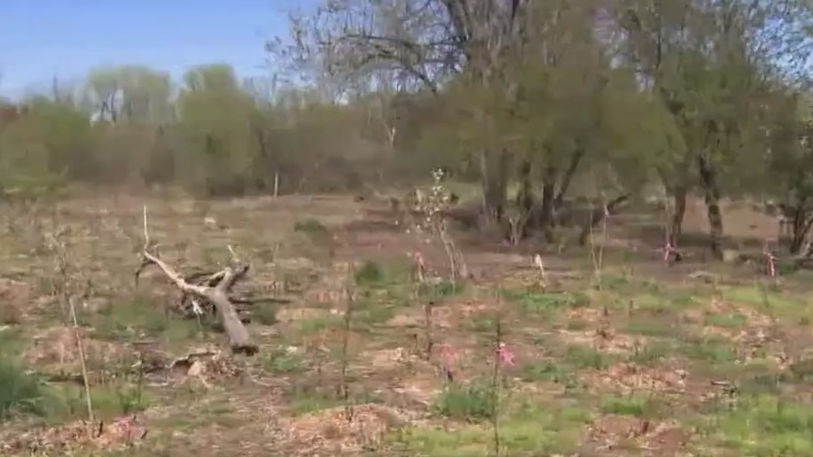 Vandals snatched hundreds of trees in Queens park – PIX11