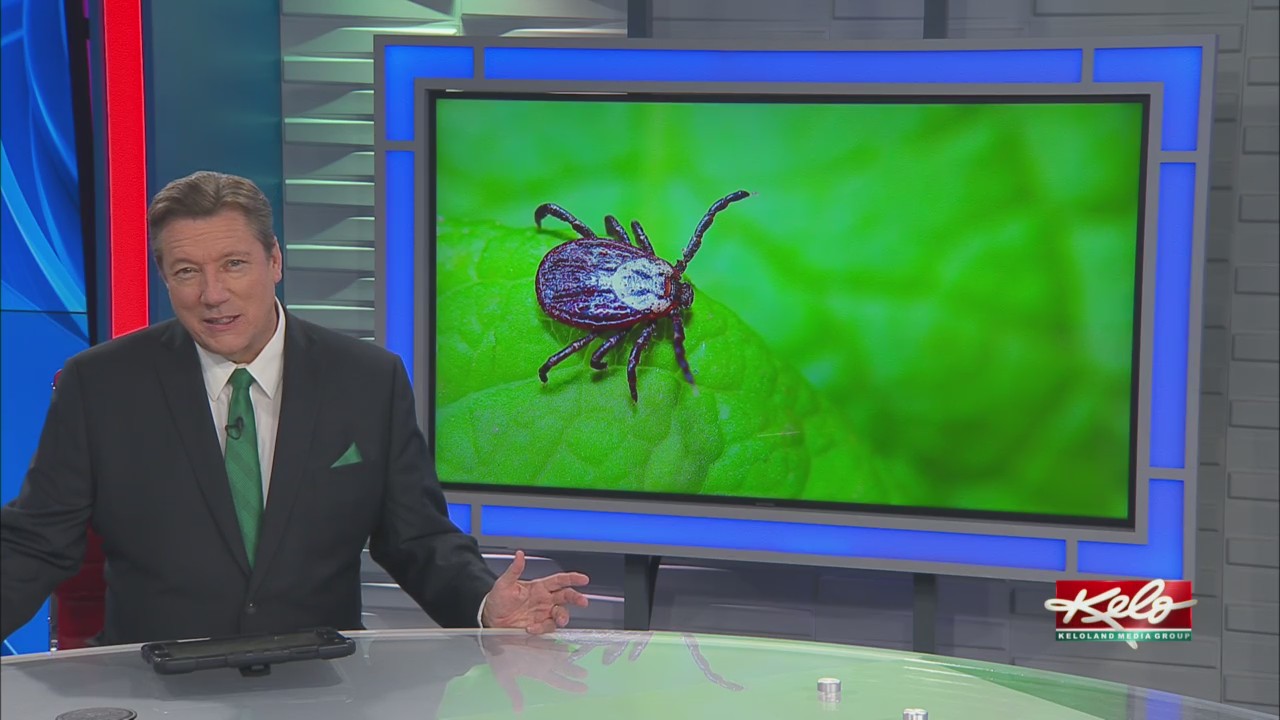 Tick activity increases with warm spring; prevent bites – KELOLAND.com