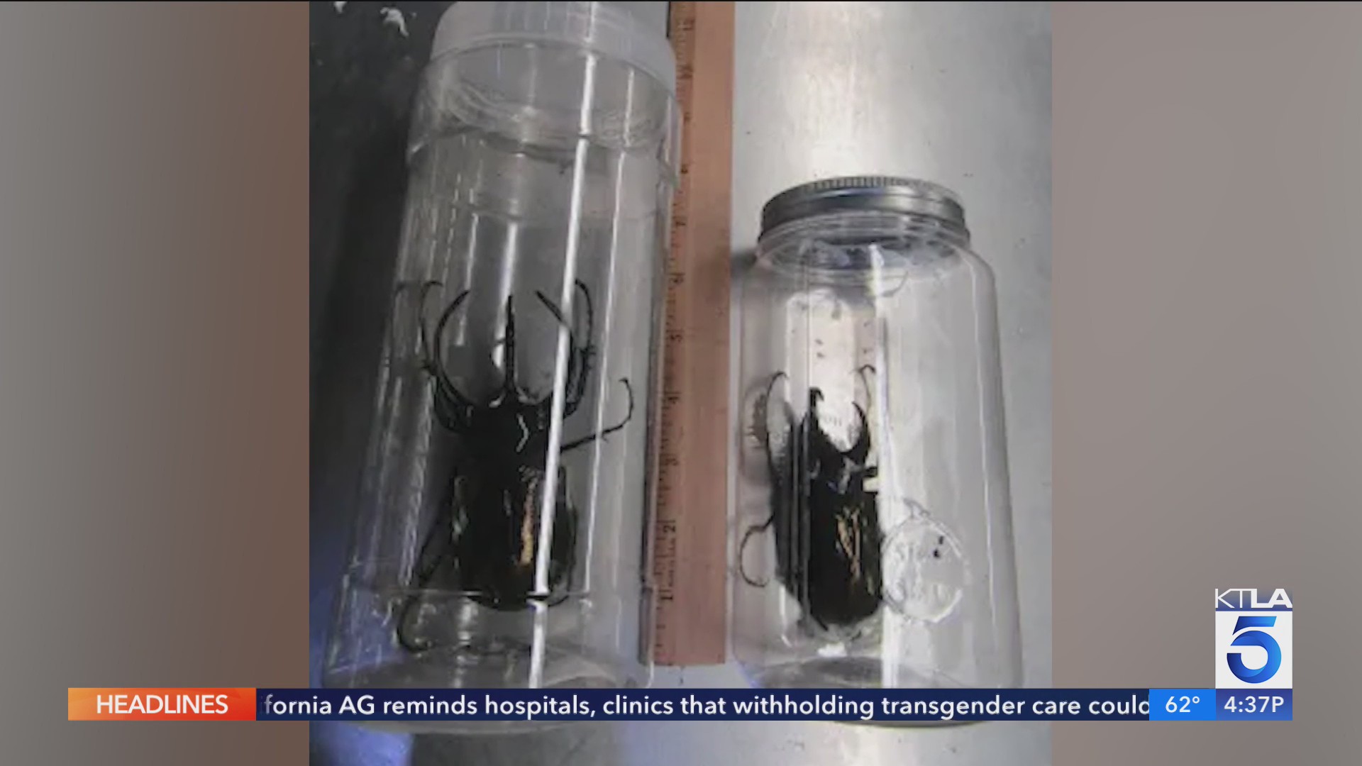 37 live beetles disguised as Japanese snacks seized at LAX – KTLA