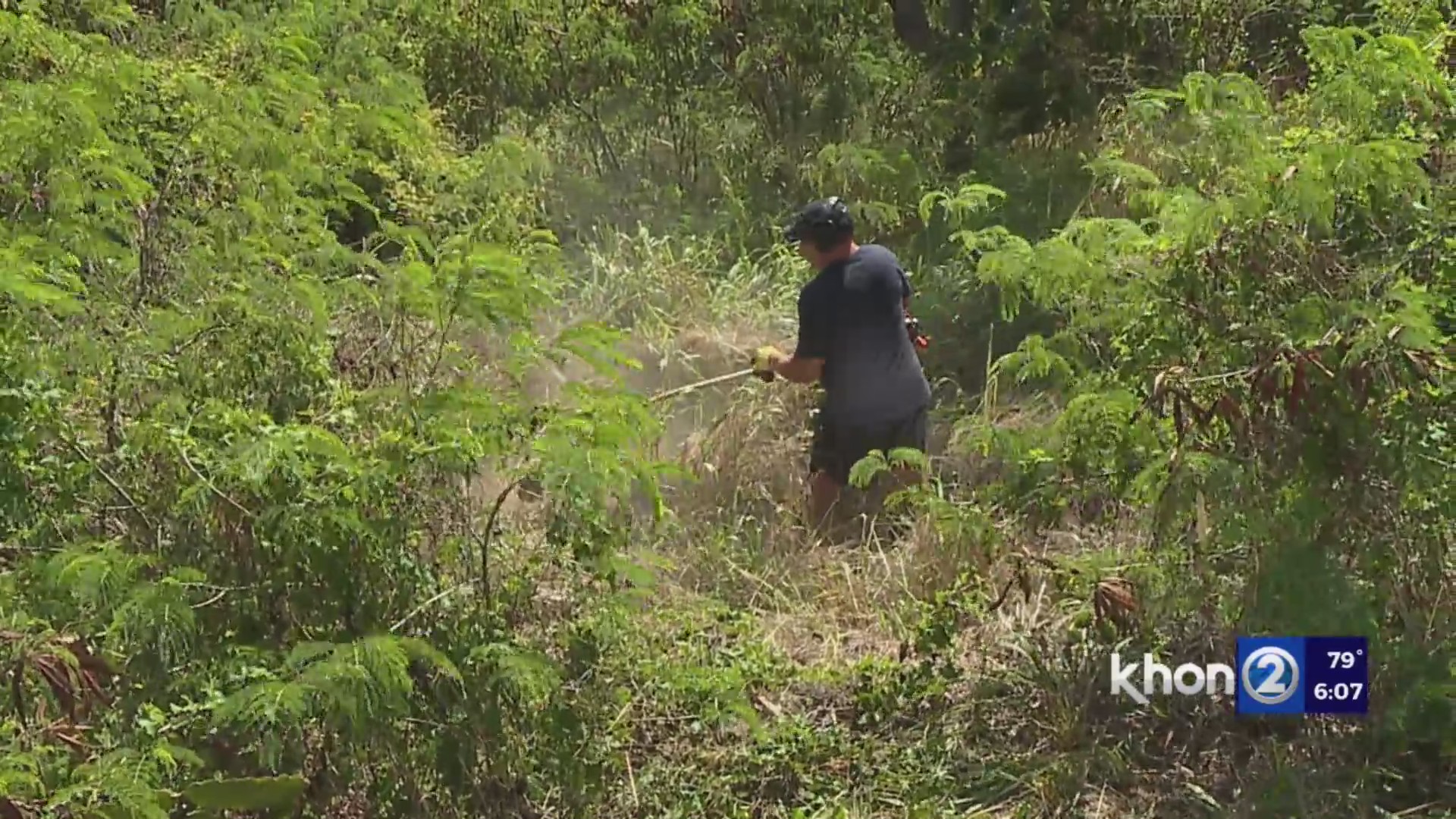 Kaimuki volunteers taking action to reduce wildfire risk: “Do it now ...