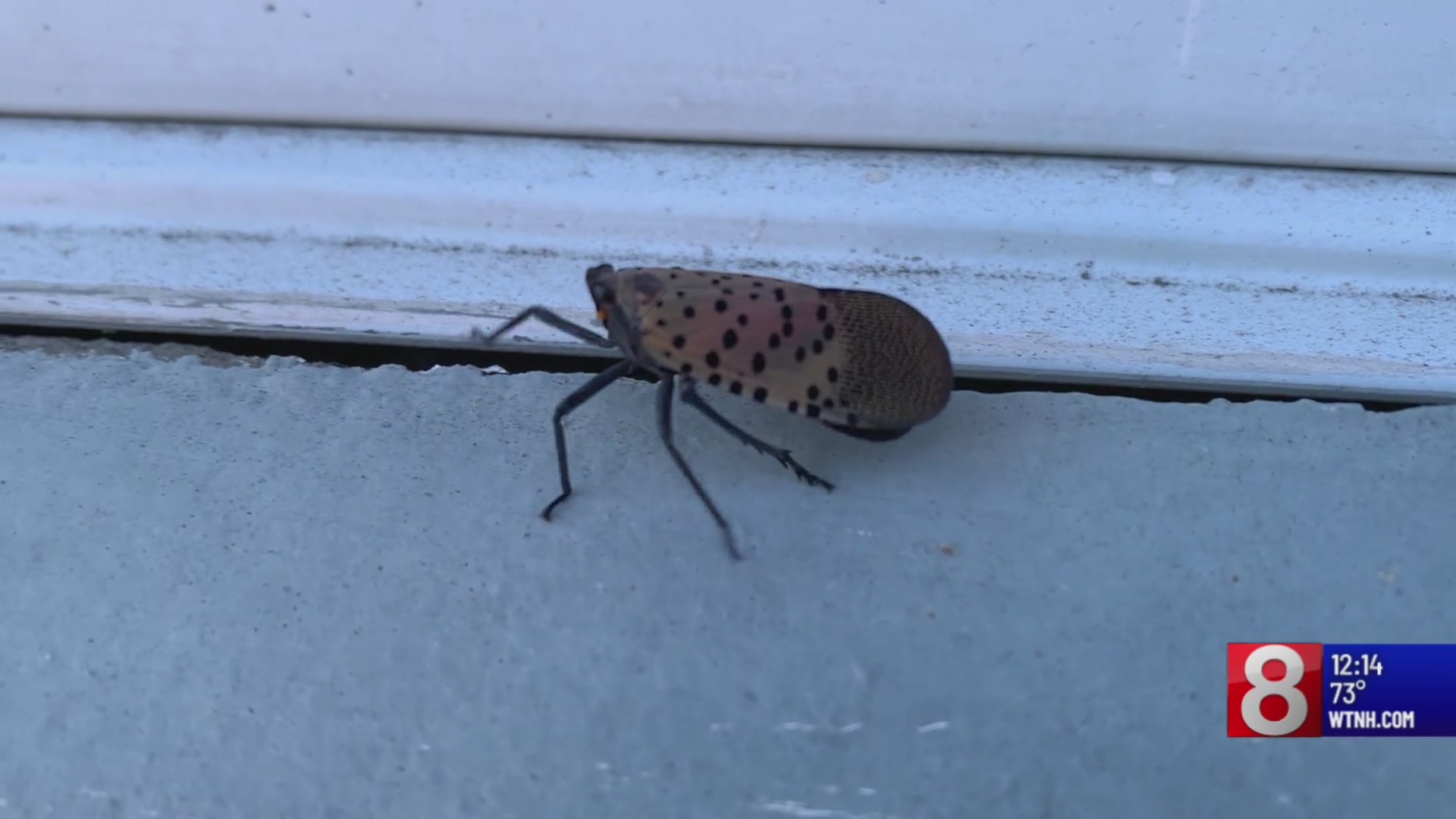 Spotted lanternfly population in Connecticut increases compared to ...