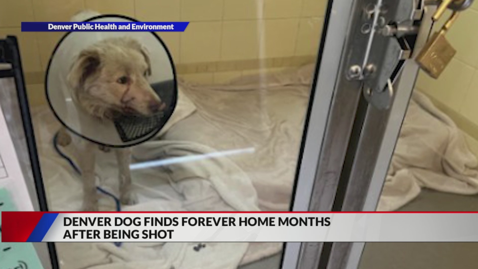 Denver dog finds forever home after being shot – FOX31 Denver