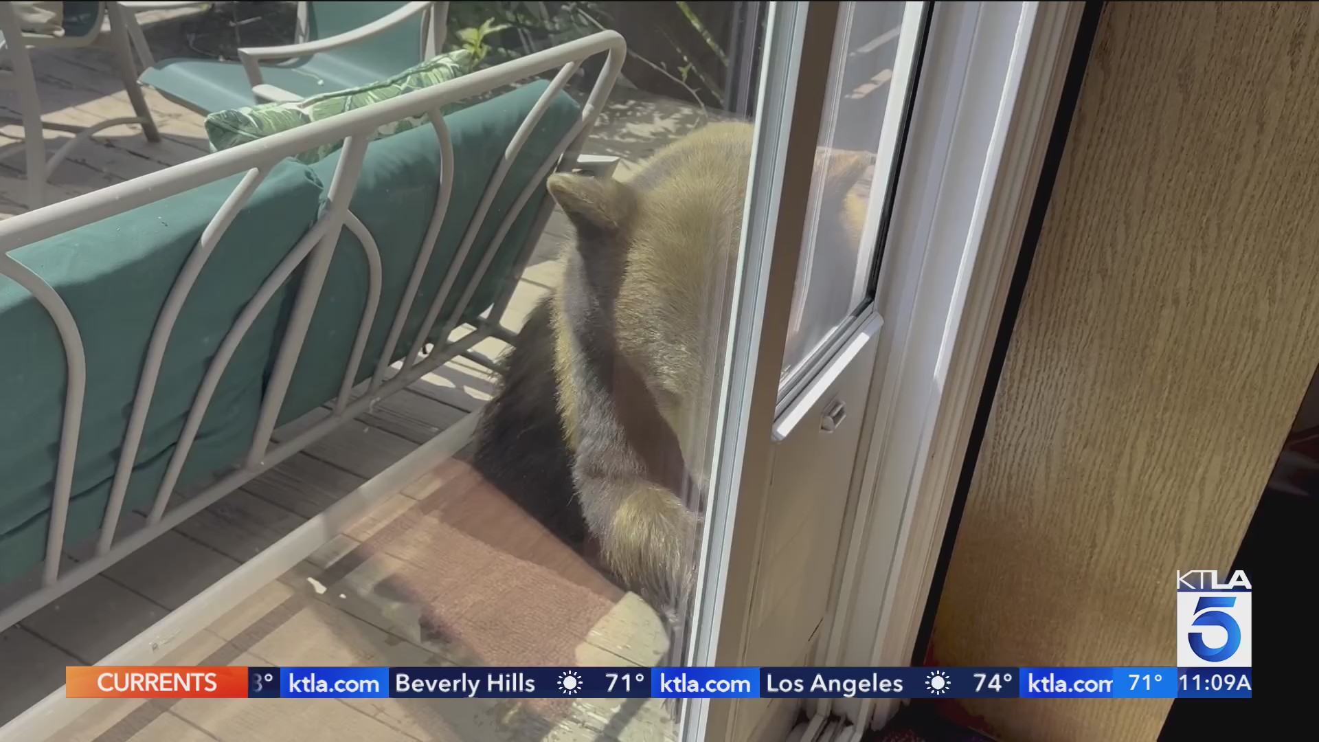 Rise in bear break-ins have L.A. County foothill residents on alert – KTLA