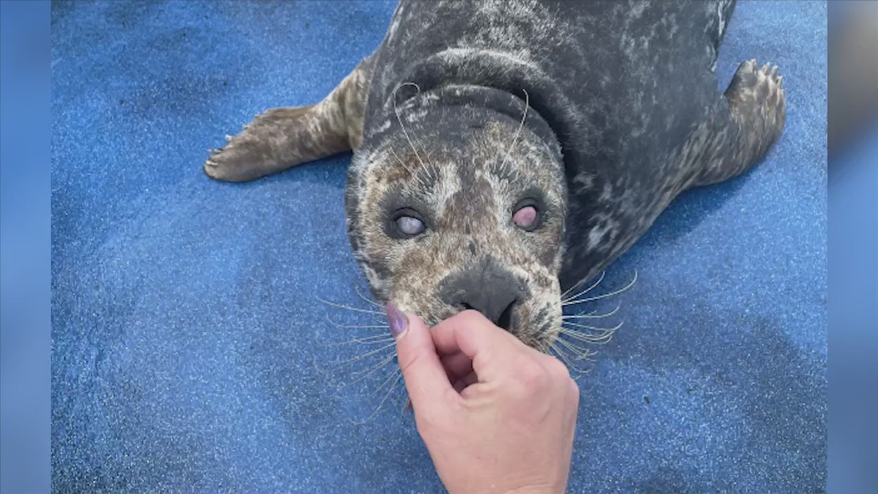 Updates on Gulf World’s former and remaining animals – mypanhandle.com