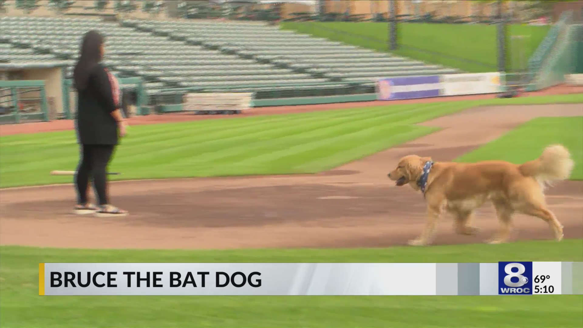 ‘Everyone’s just going to love him’: Bruce the Bat Dog to make his ...