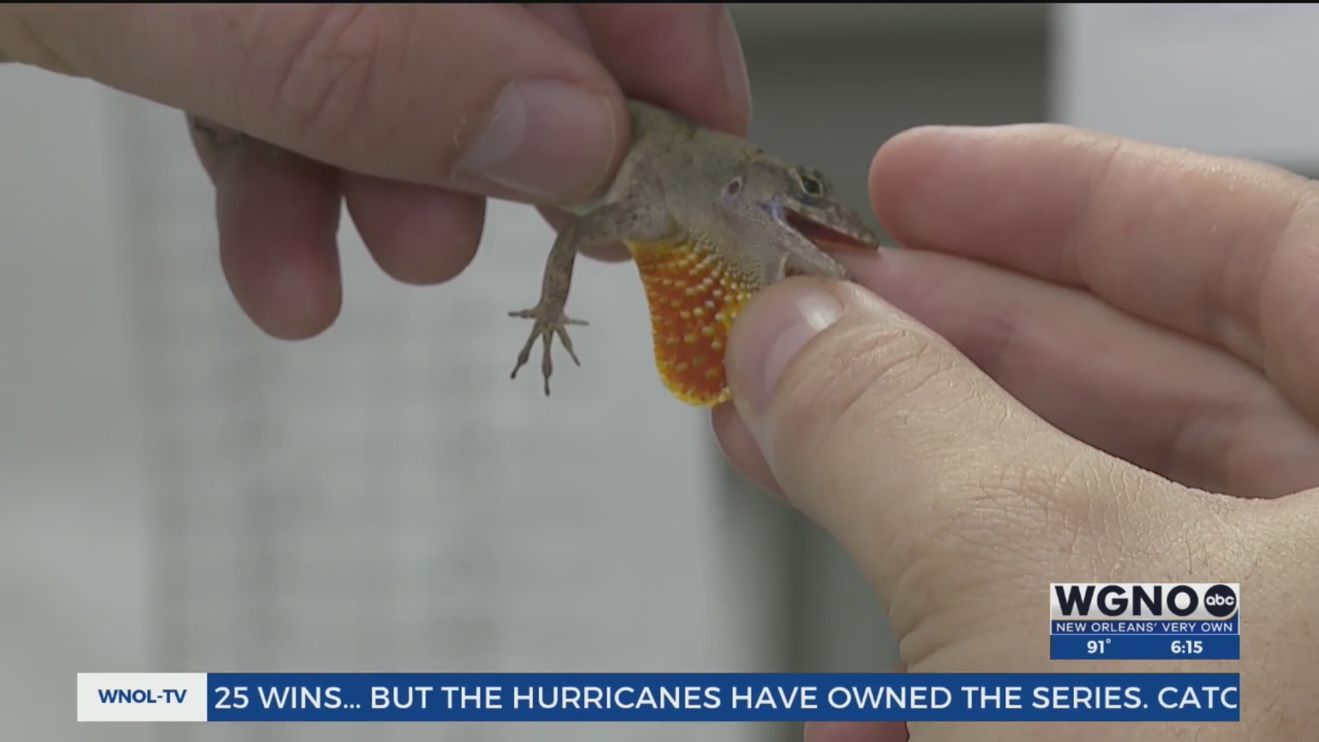 Lead-proof lizards with lethal levels of lead are roaming New Orleans ...