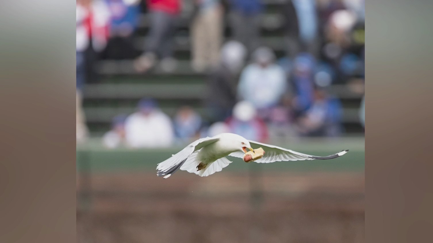 Seagull steals hot dog during Cubs game at Wrigley Field – WGN-TV