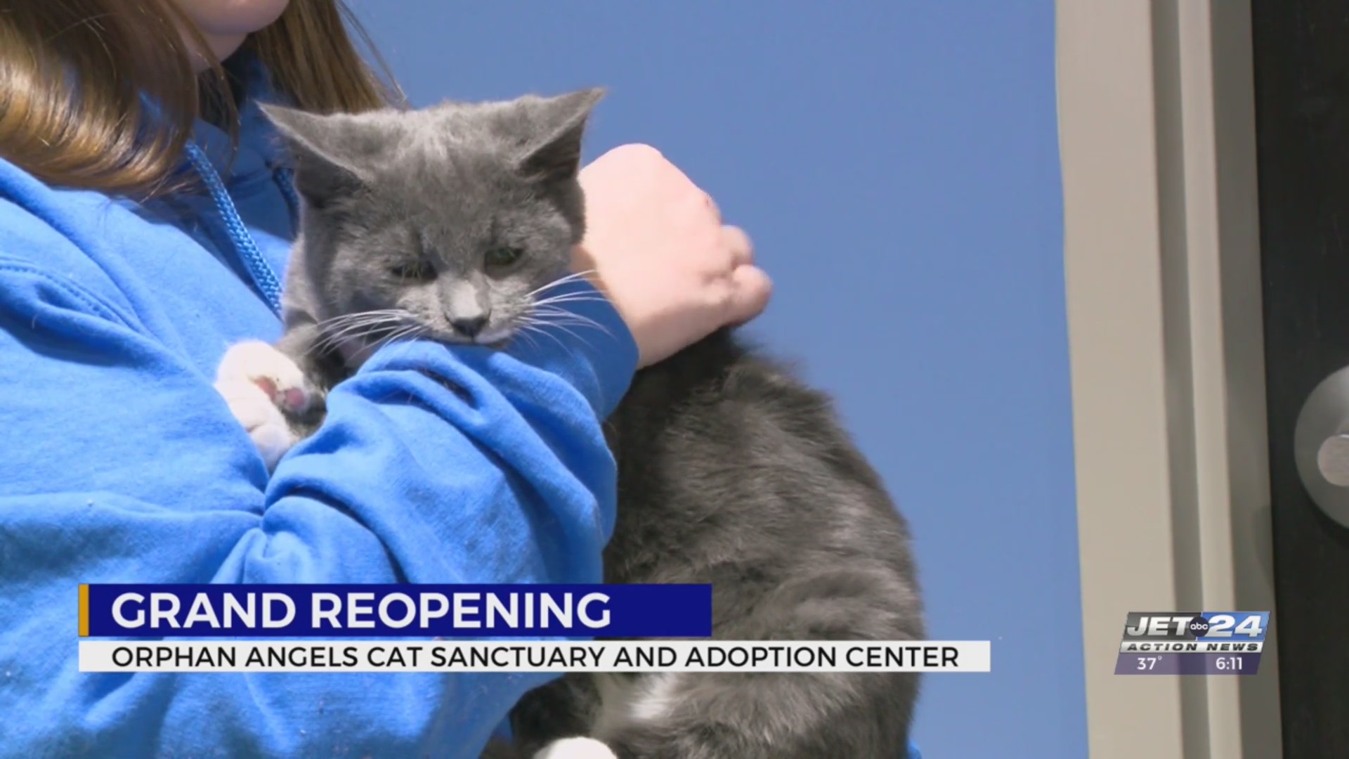 Orphan Angels Cat Sanctuary hosts grand re-opening after months of ...