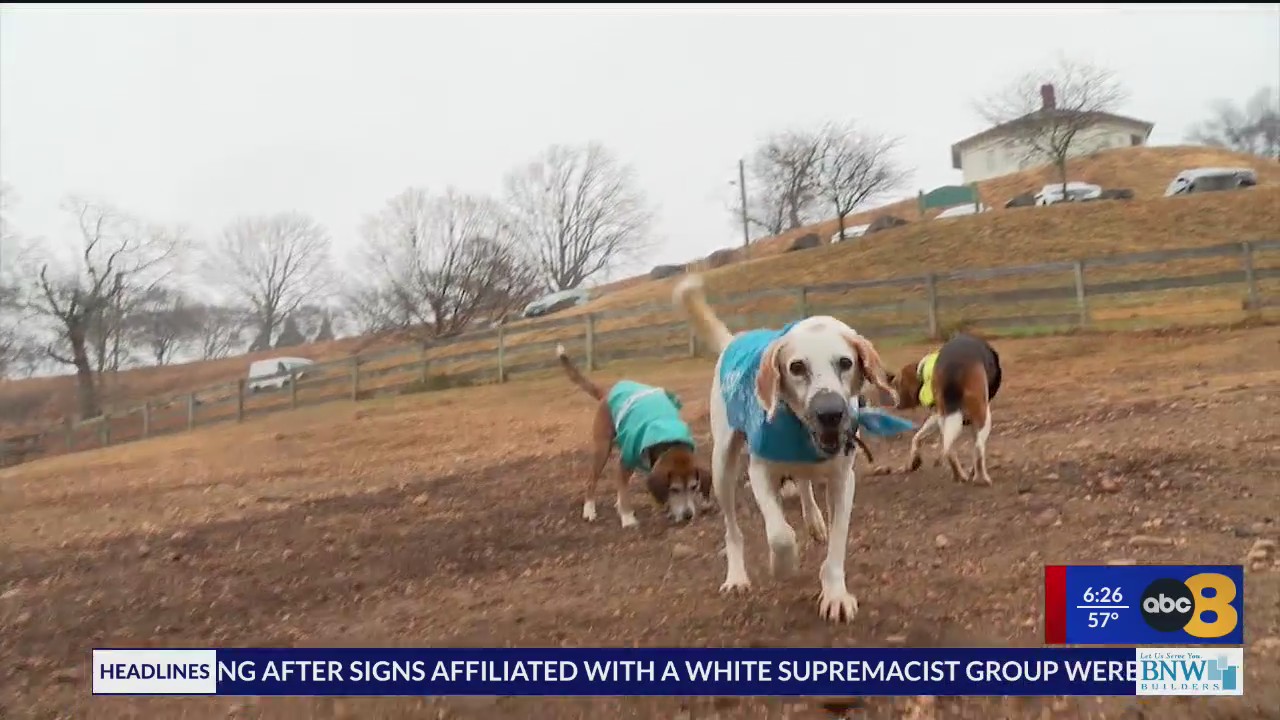 Dogs meet up at Hound Town event in Richmond’s Church Hill area – WRIC ...