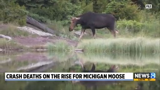 Michigan moose deaths on the rise from crashes – WOODTV.com
