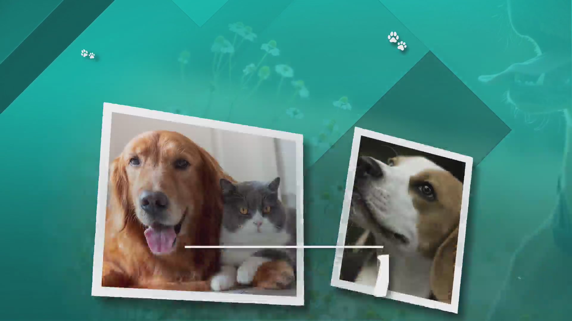 ZIP TRIP ’24 FURRY FRIEND CHESNEE – WSPA 7NEWS
