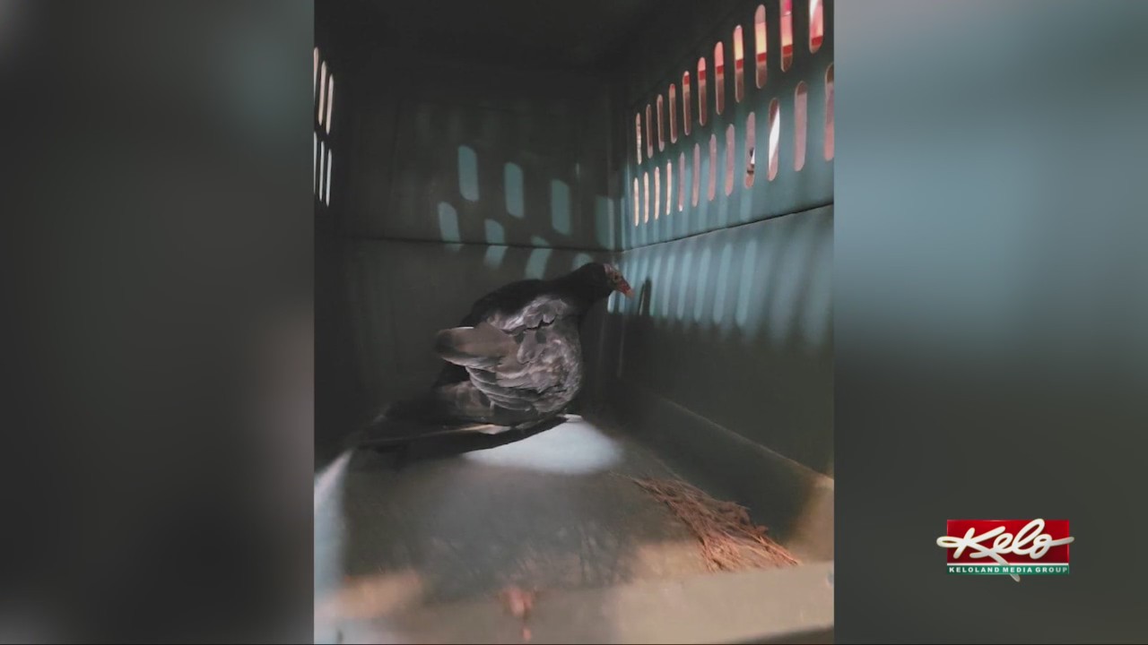 Injured turkey vulture on the path to recovery – KELOLAND.com