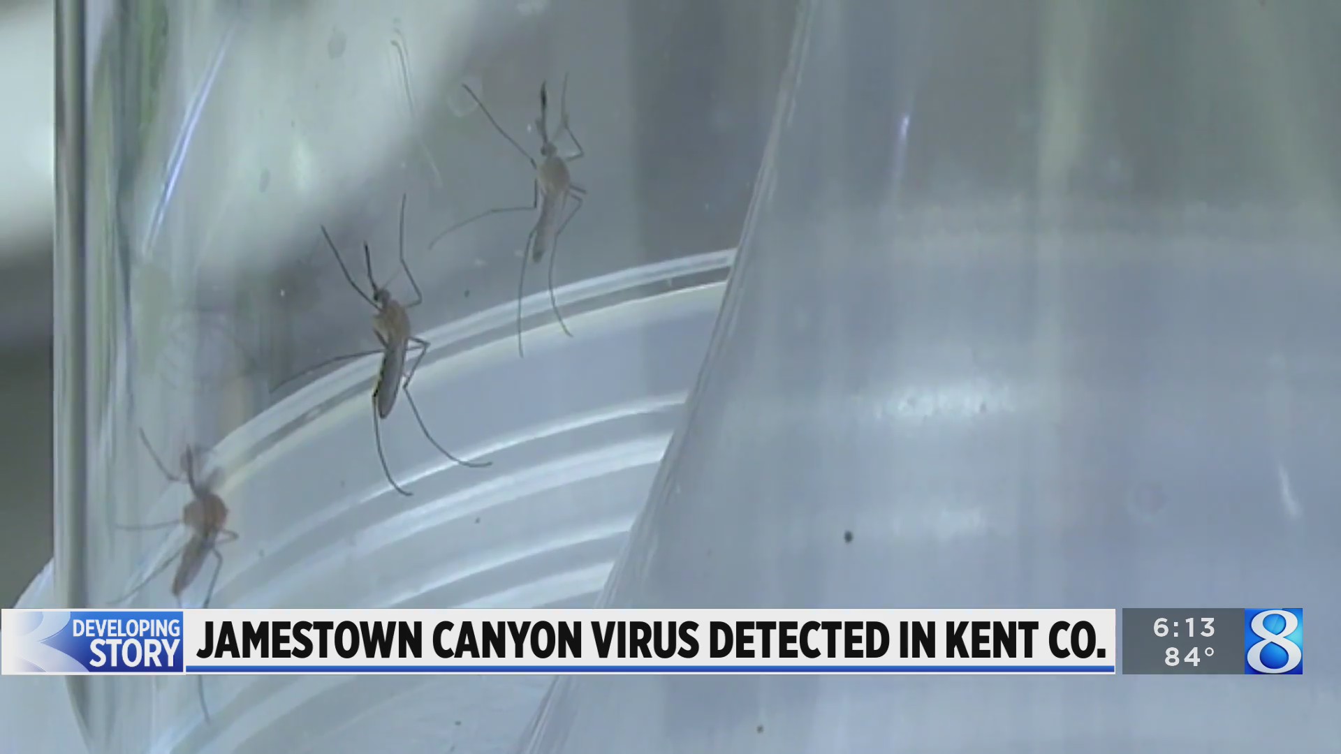 Deadly virus found in Kent County mosquito during routine testing ...