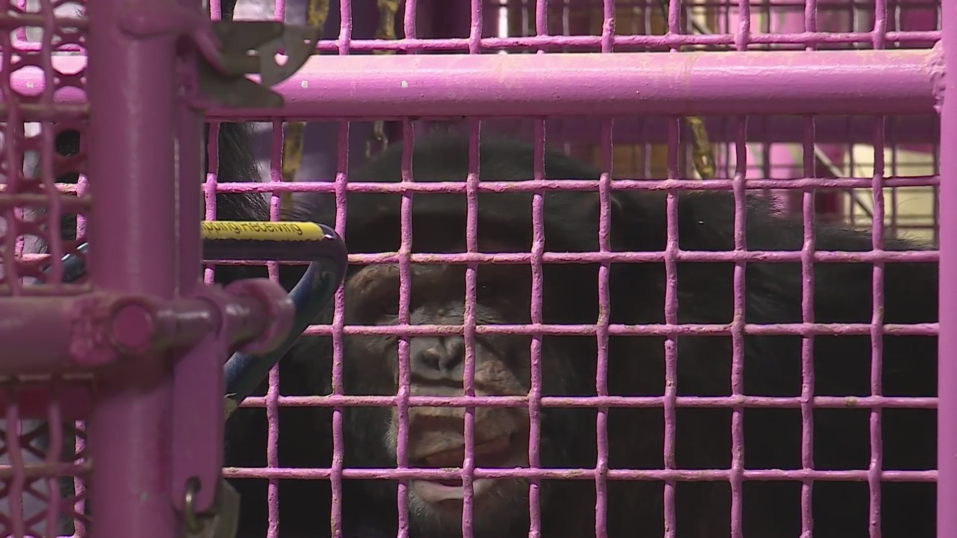 Weapon debate adds new twist in ‘Chimp Crazy’ saga – FOX 2