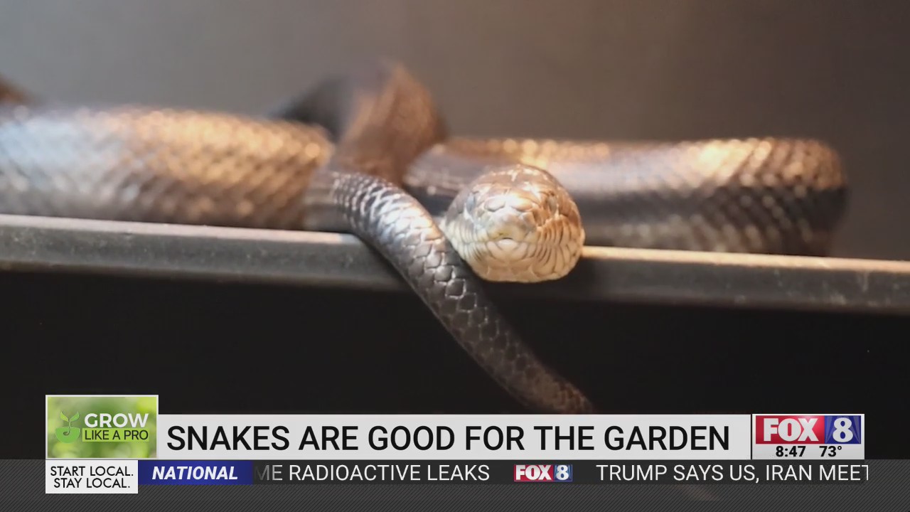 Snakes are good for your garden – FOX8 WGHP