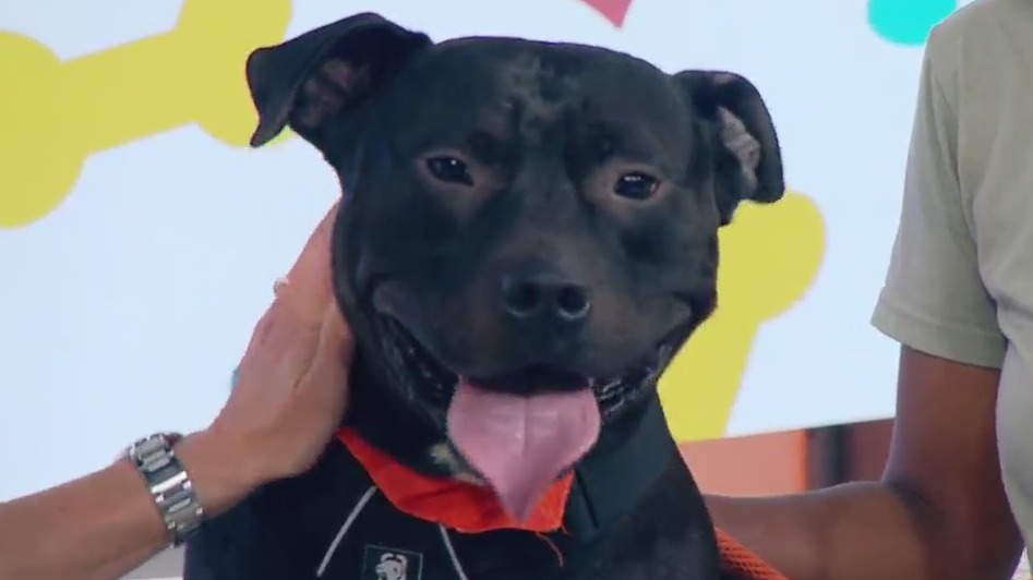 ‘Tail Waggin Tuesday’ Spotlight: Blake – PIX11