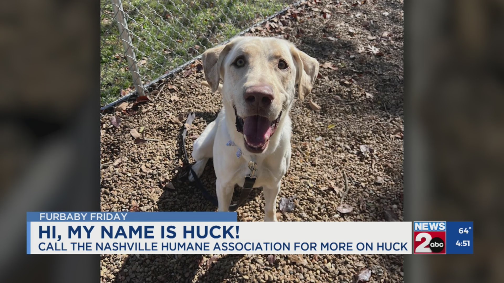 Fur Baby Friday: Meet Huck! – WKRN News 2