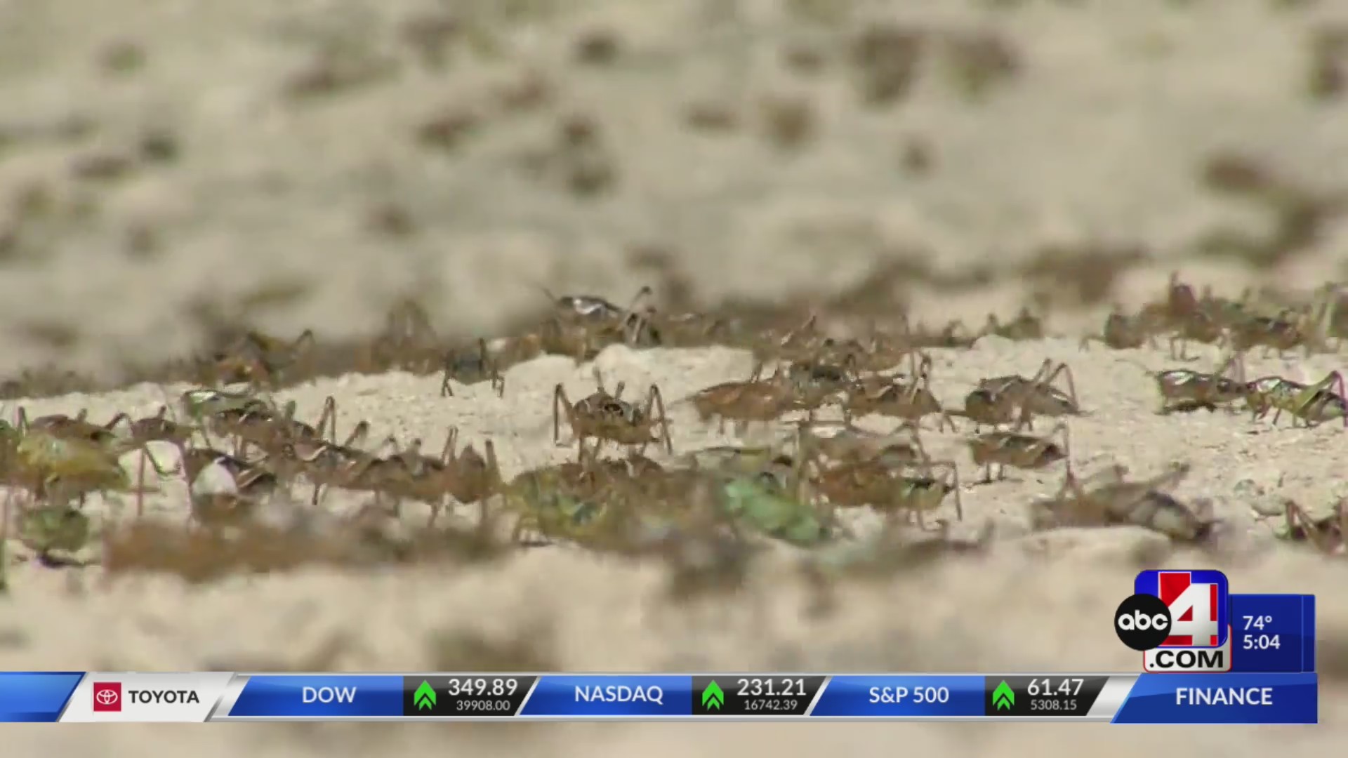 Mormon crickets invade small town for second year in a row – ABC4 Utah