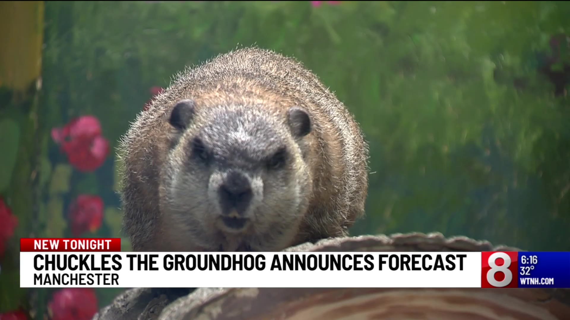 “Chuckles” the groundhog makes winter prediction in Manchester – WTNH.com