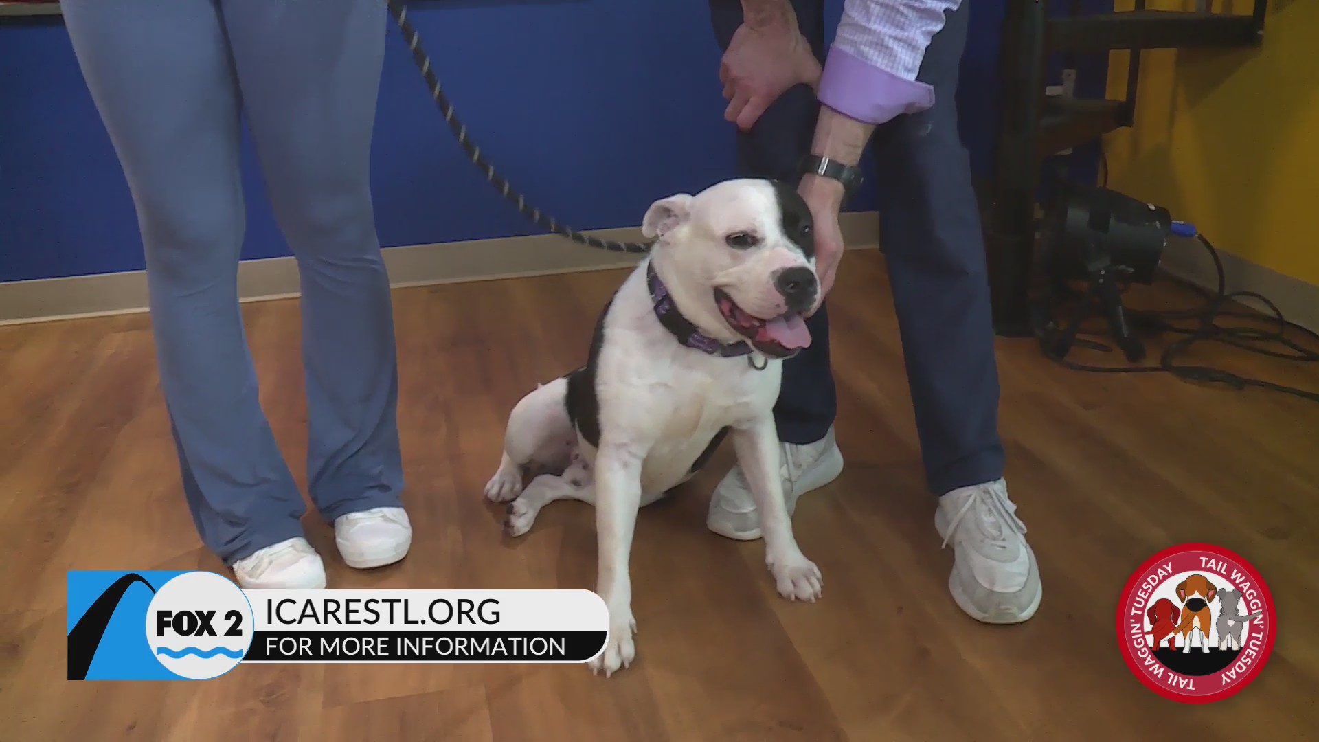 Tail Waggin’ Tuesday: Adopt these adorable furry friends! – FOX 2