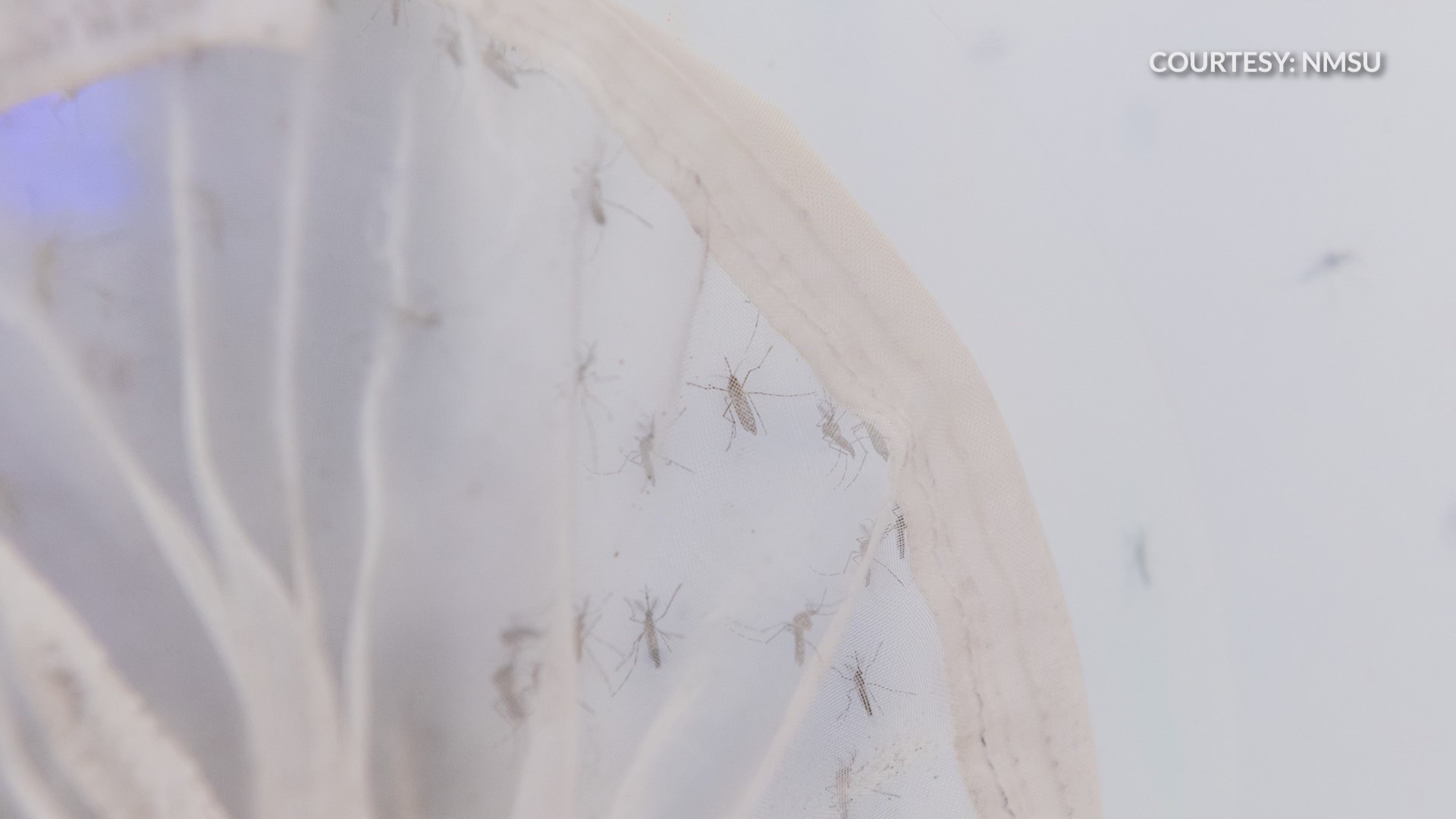 NMSU researchers test rancid animal fat to use as mosquito repellent ...