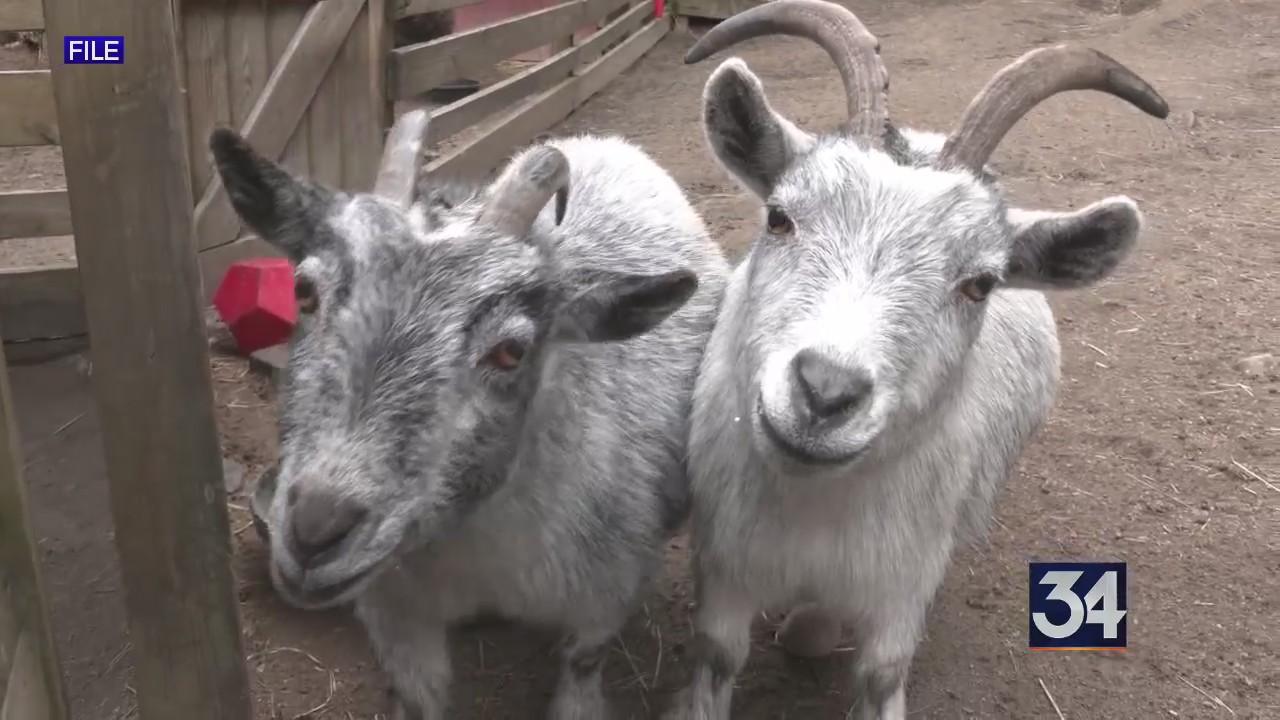 Dine with the animals at Ross Park Zoo – WIVT – News 34