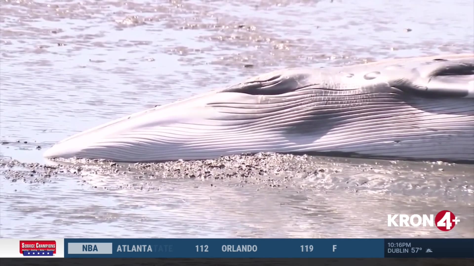 Rare minke whale that’s repeatedly stranded itself in SF Bay euthanized ...