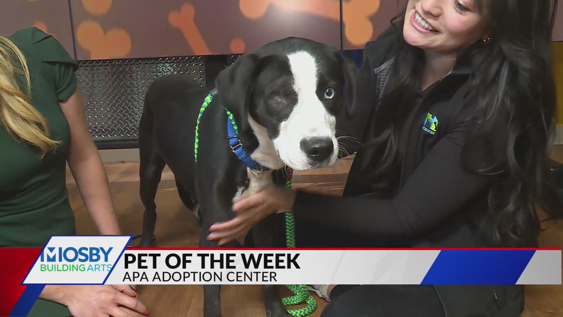 Pet of the Week: Huckleberry – FOX 2