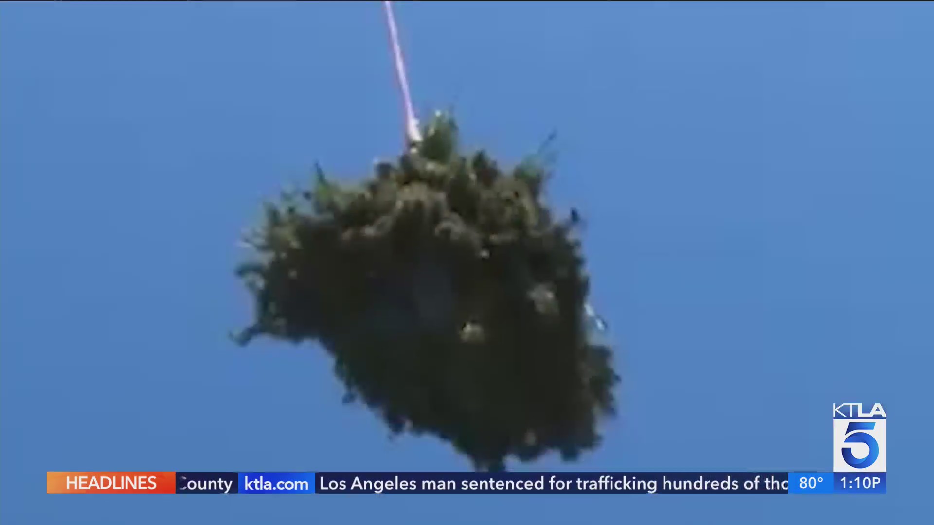 Officers have seized hundreds of thousands of illegal marijuana plants ...