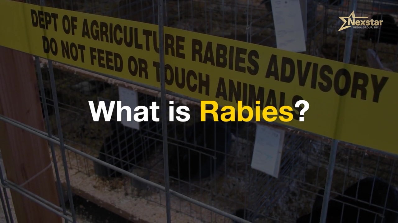 What is rabies? – WFLA