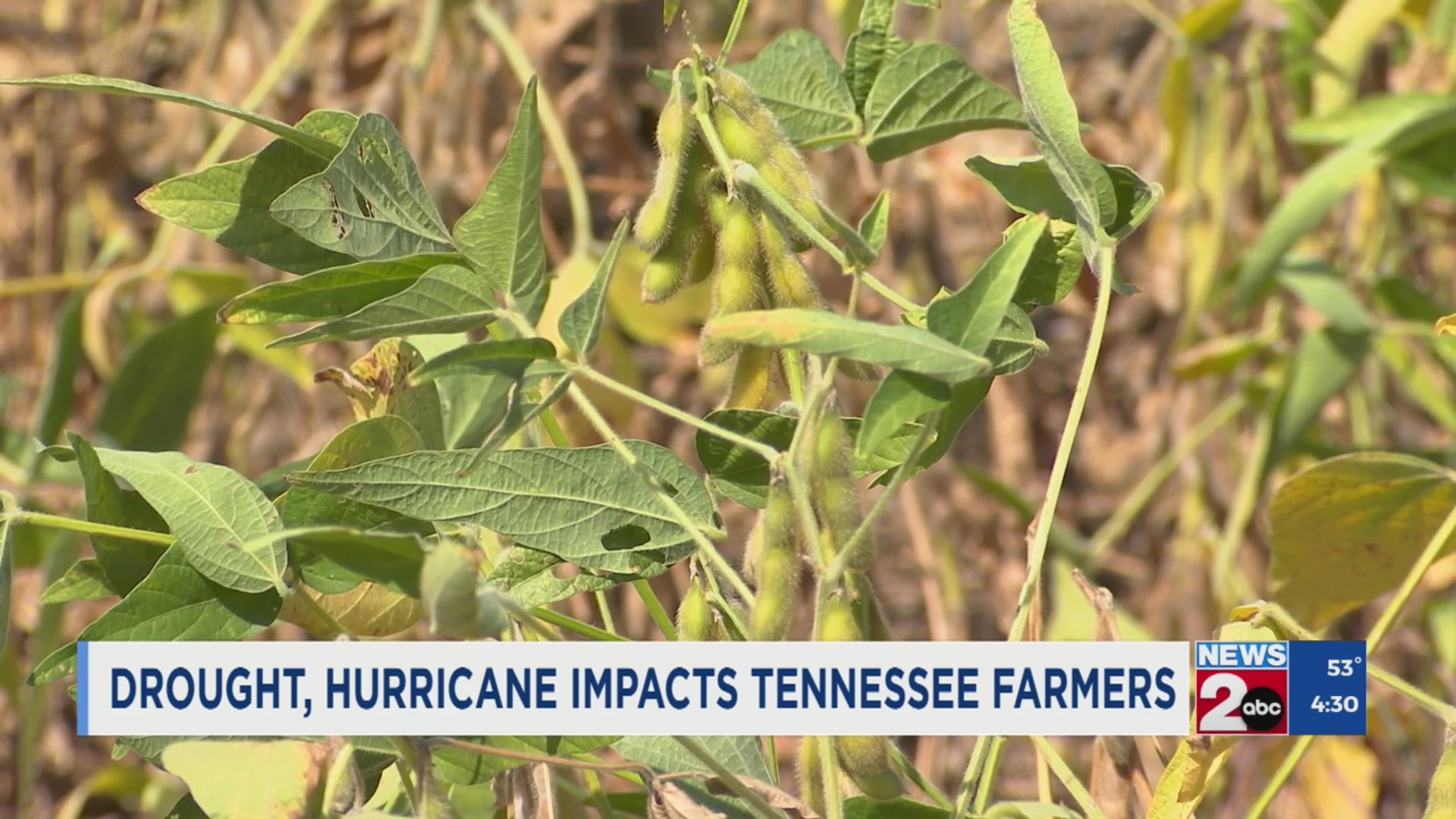 Drought, hurricane impacts Tennessee farmers – WKRN News 2