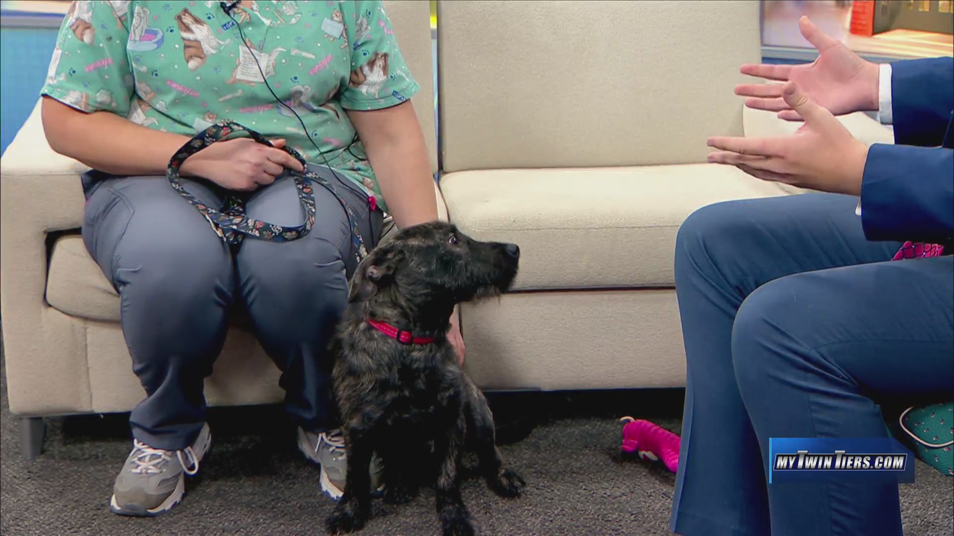 Pet of the Week: Rico, Pawz and Purrz – WETM – MyTwinTiers.com