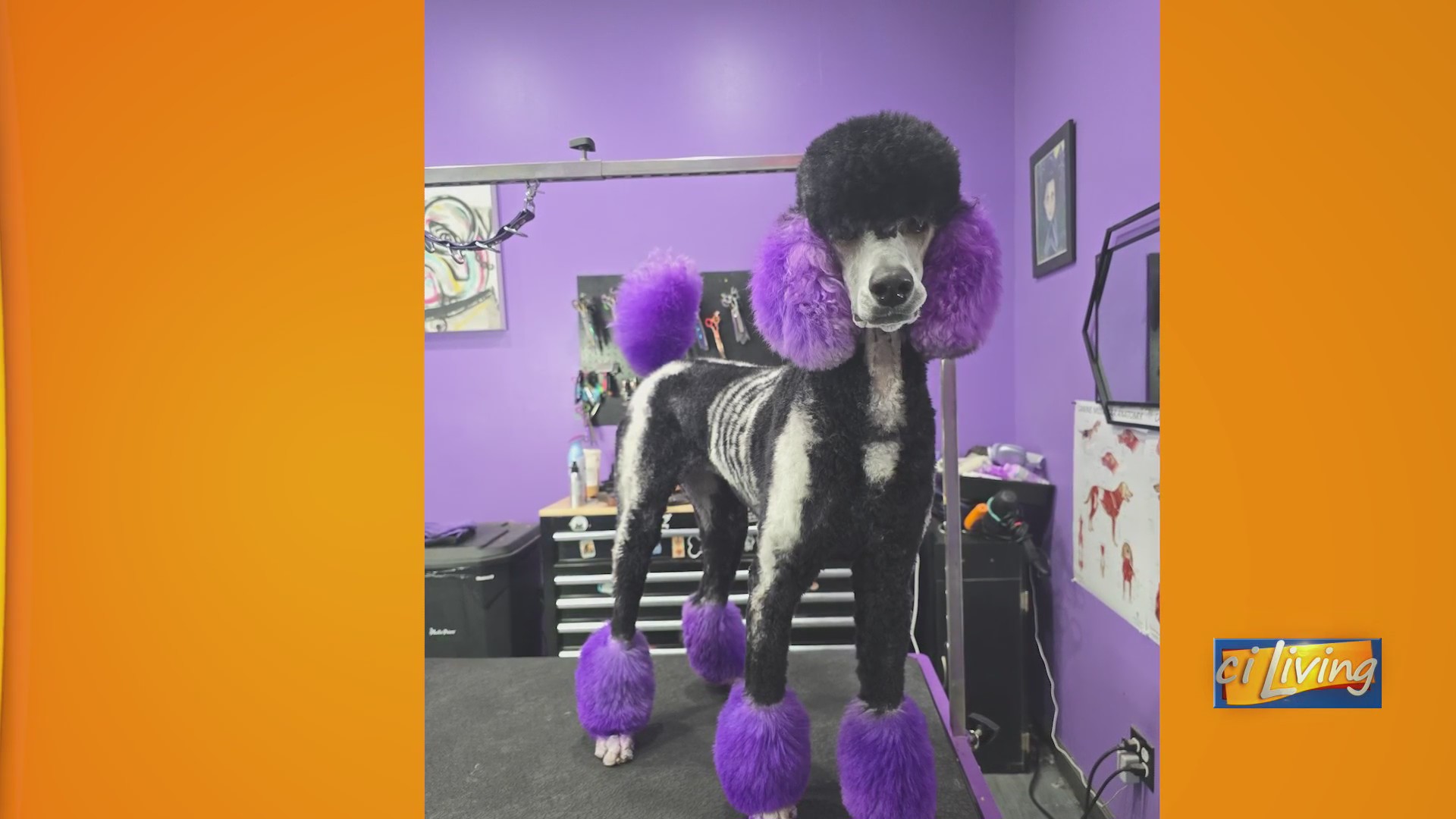 Pet Grooming at Bark Side of the Groom – WCIA.com