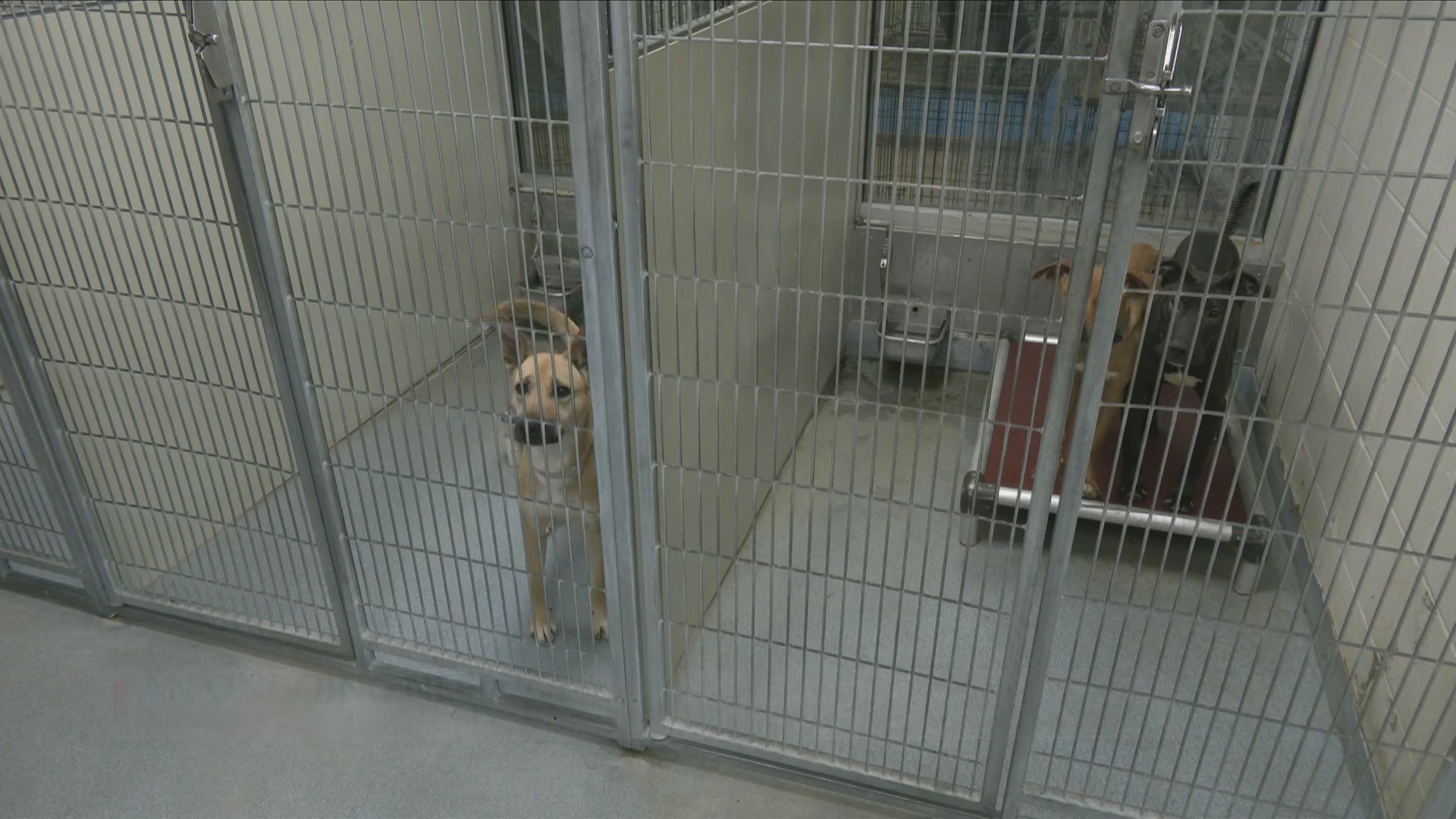 Joplin Humane Society needs donations to help feed dogs – KSNF/KODE ...