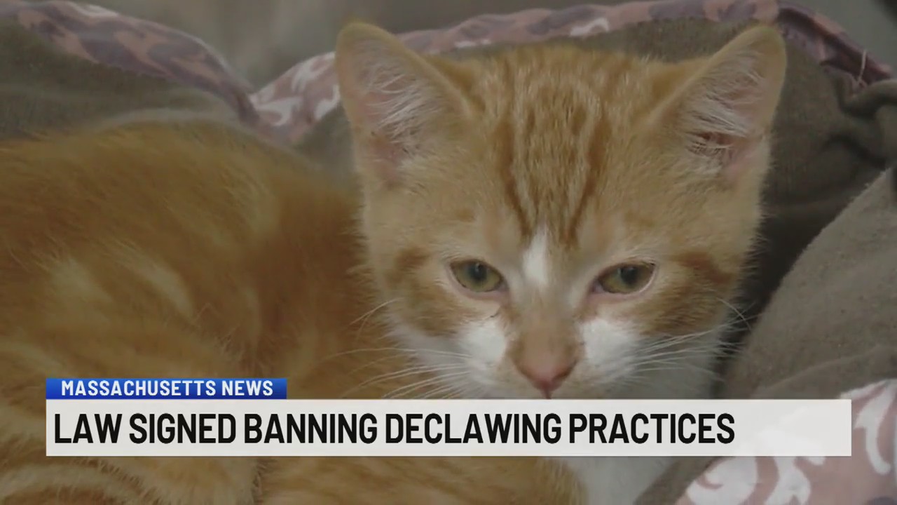 Massachusetts law signed banning declawing practices – NEWS10 ABC
