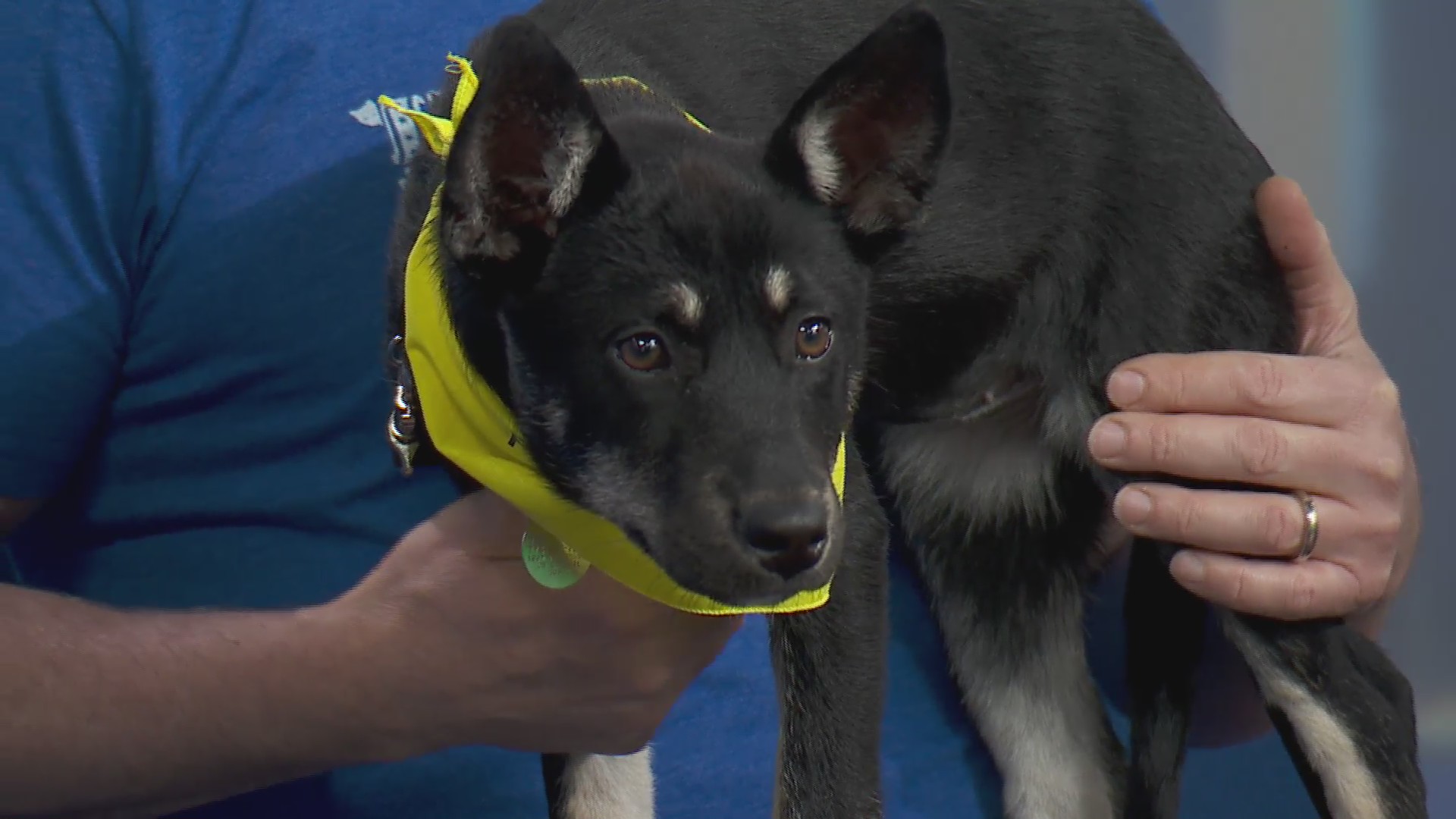 PAWS Chicago Pet of the Week: Feyre – WGN-TV