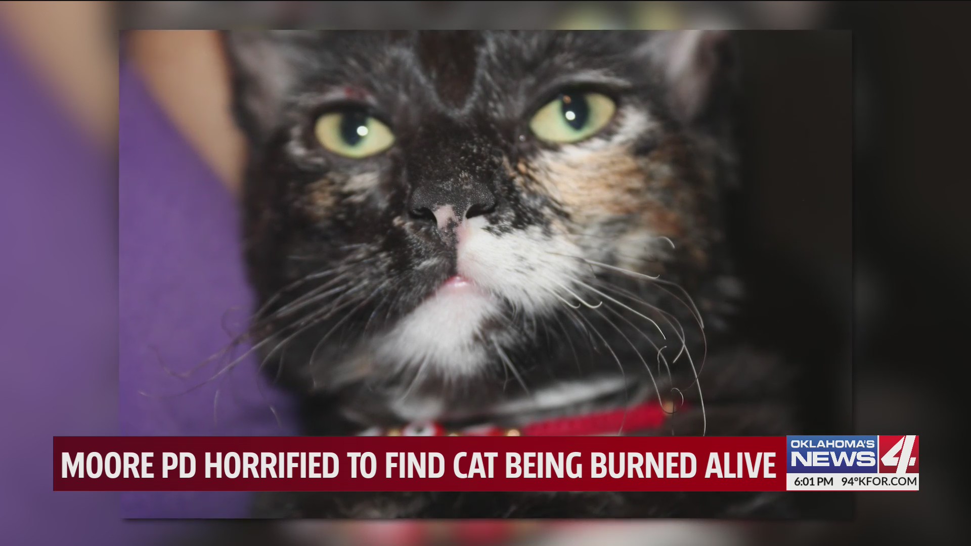 Moore PD horrified to find cat being burned alive – KFOR.com Oklahoma City