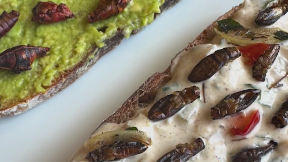 Professional chef shares dishes using cicadas | Morning in America ...