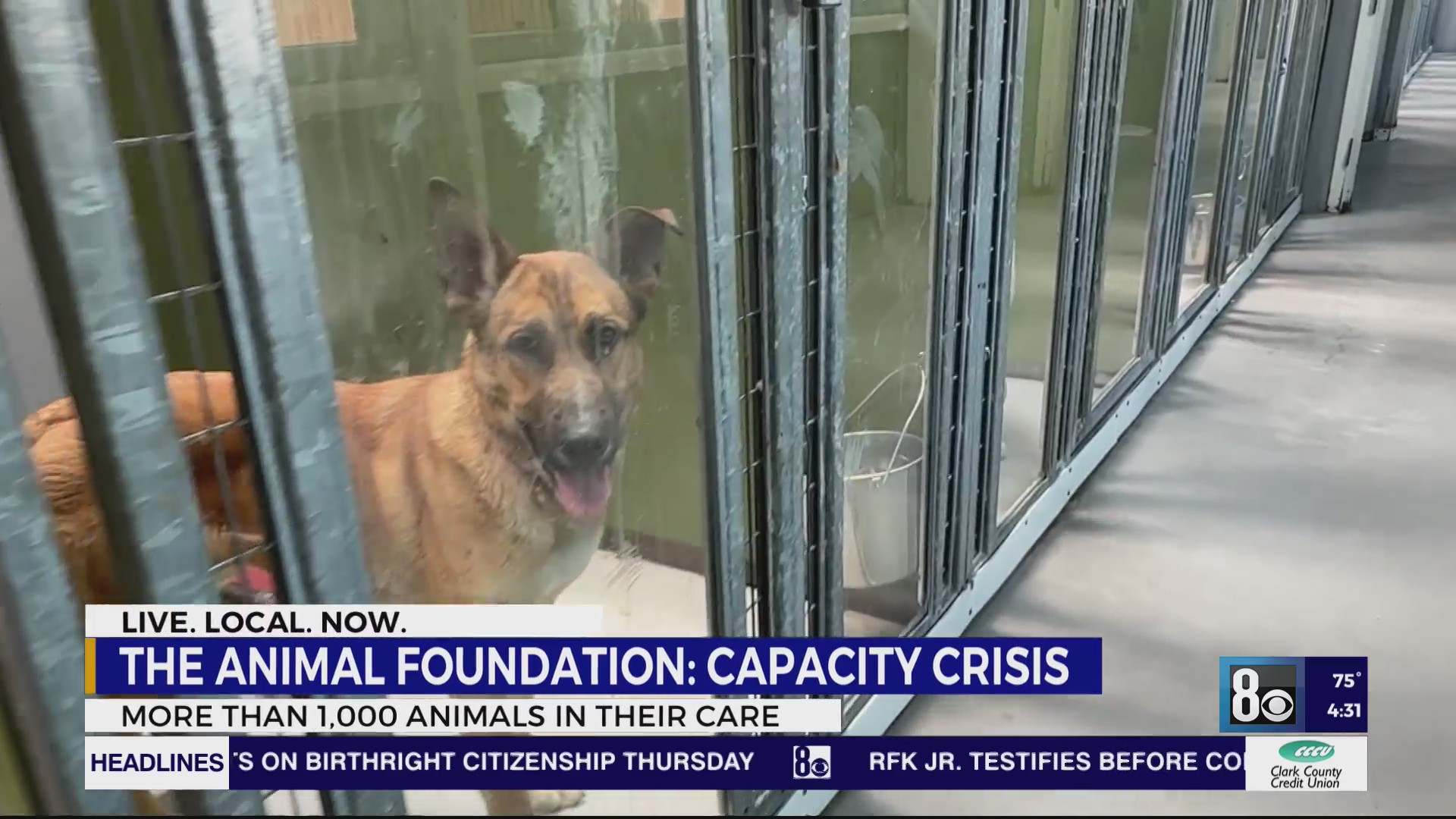 Nevada’s largest animal shelter facing capacity crisis – KLAS