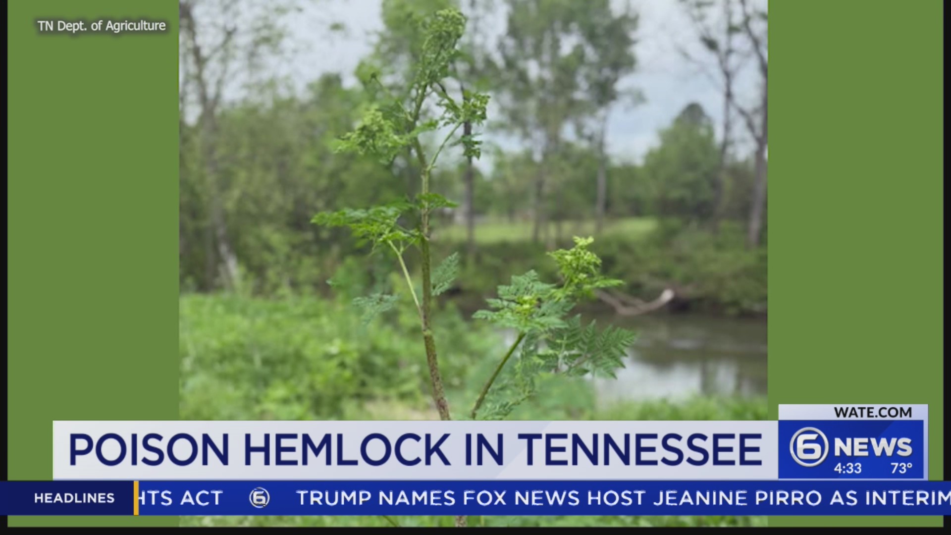 TN officials warn that poison hemlock is spreading – WATE 6 On Your Side