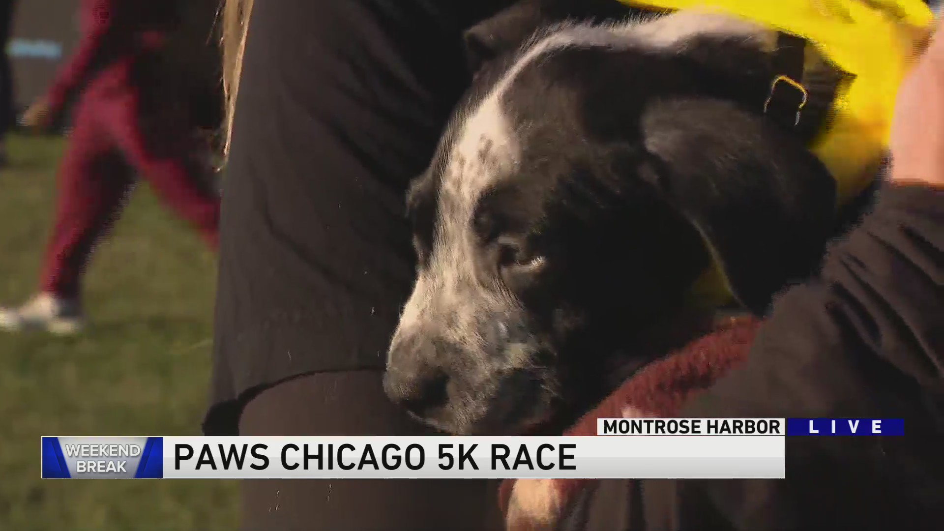 PAWS Chicago annual 5K held Saturday – WGN-TV