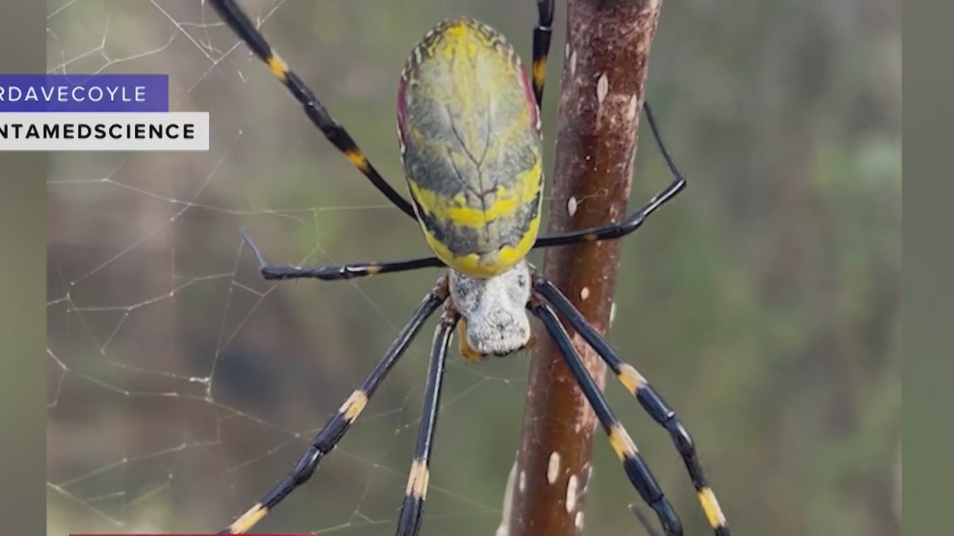 Giant venomous spiders that can fly headed to East Coast | Morning in ...