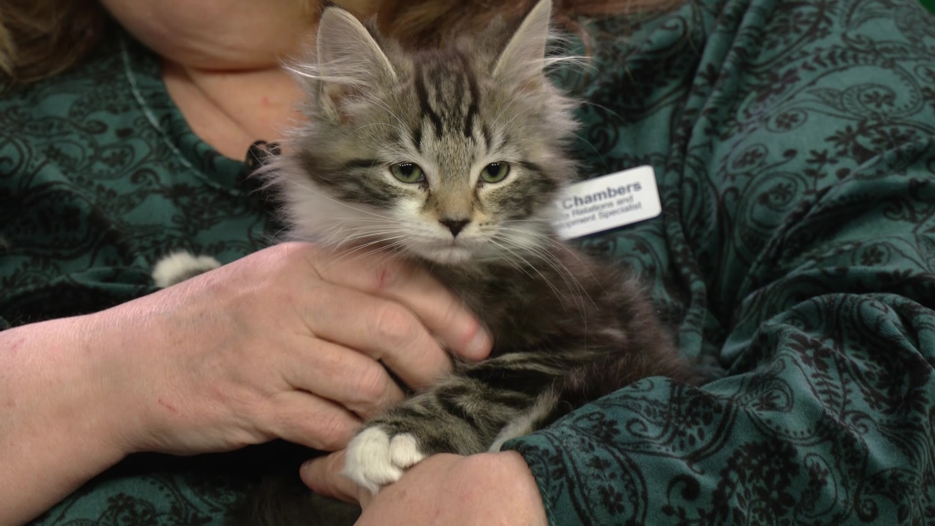 Mass Appeal Pet of the Week: Meet Fluffy! – WWLP