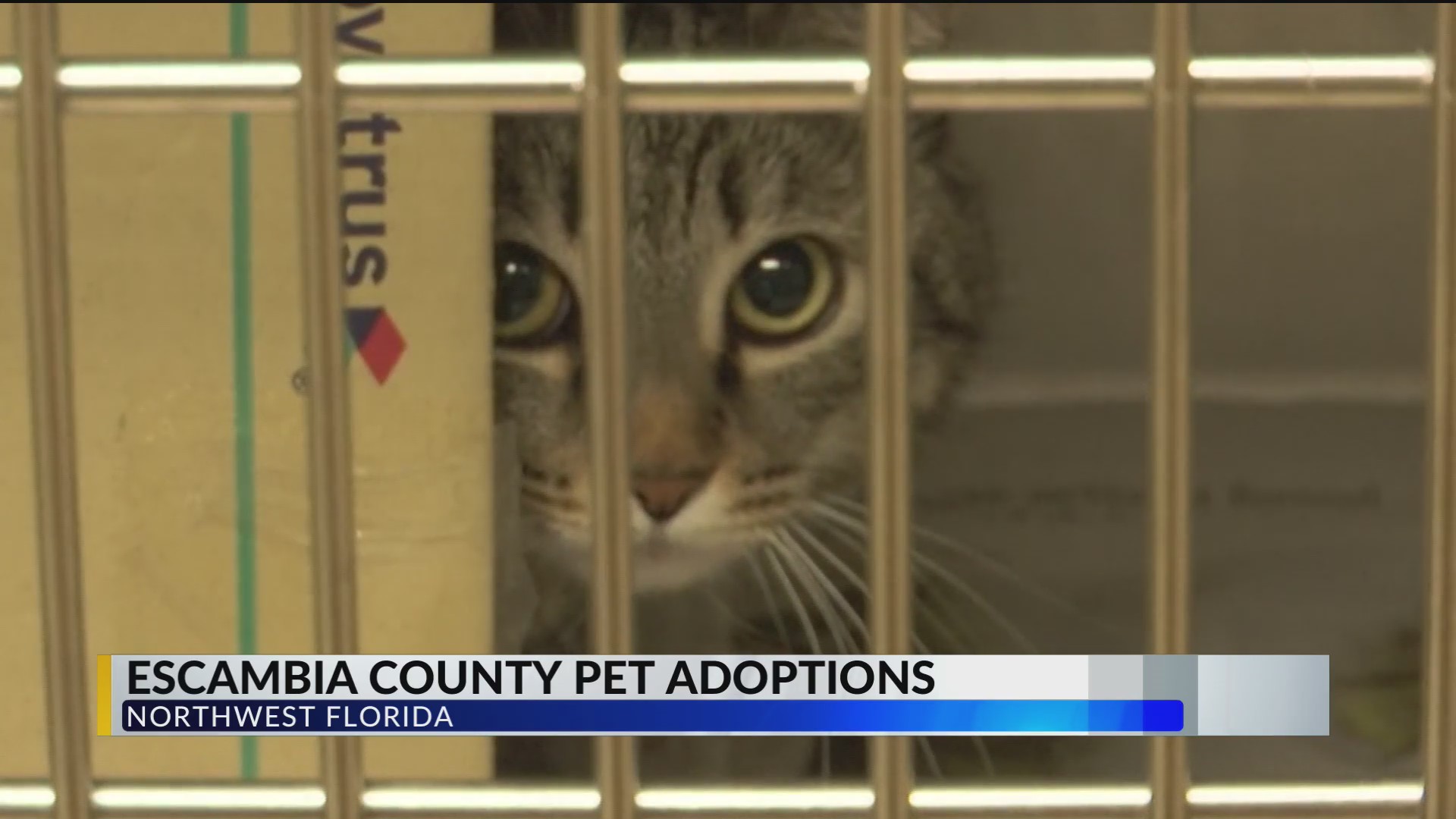 Pet adoption fees waived in Escambia County, Florida — for a limited ...
