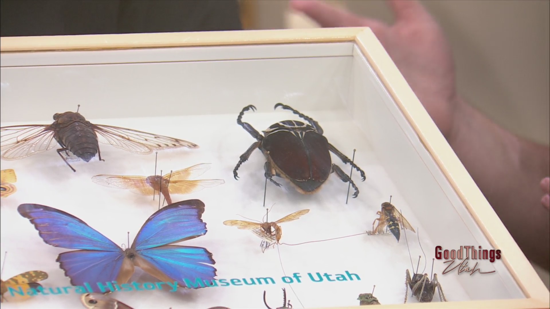 bugs – ABC4 Utah