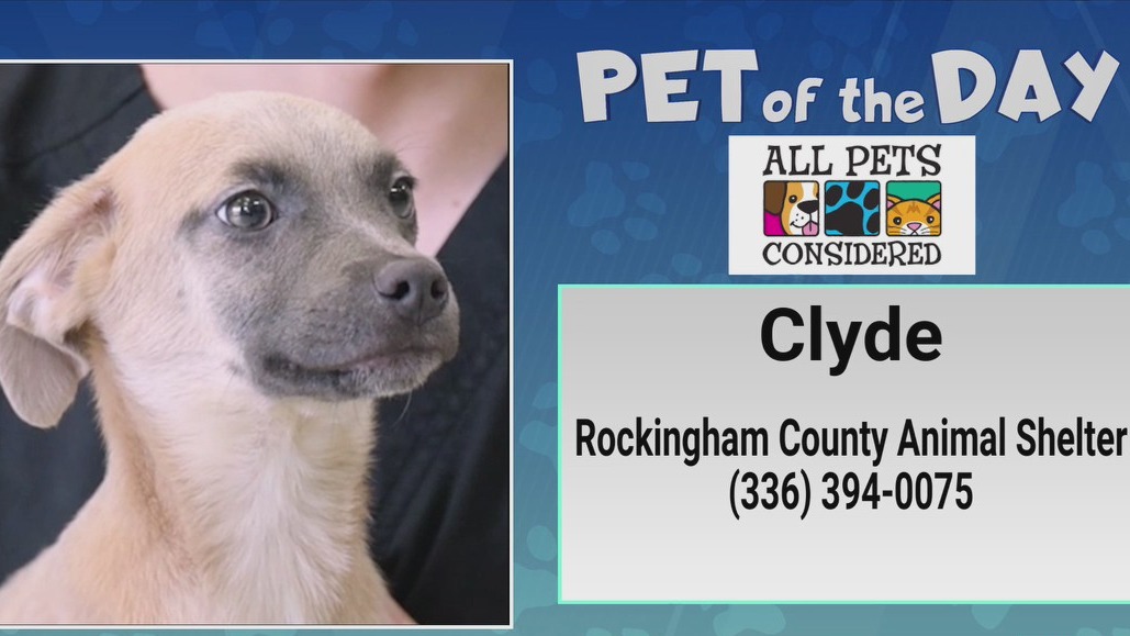 Pet of the Day: Clyde the cuddly pup – FOX8 WGHP