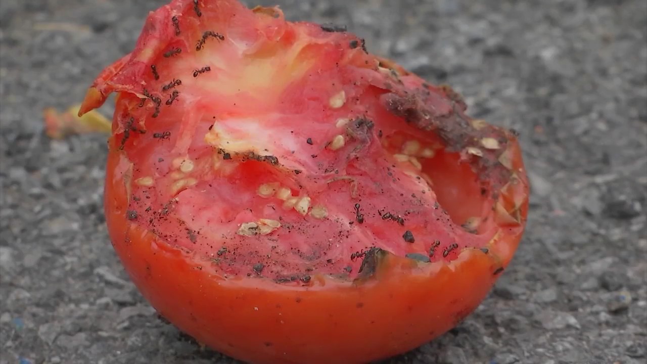 Royal Pantry meets with Amsterdam Mayor Cinquanti – NEWS10 ABC