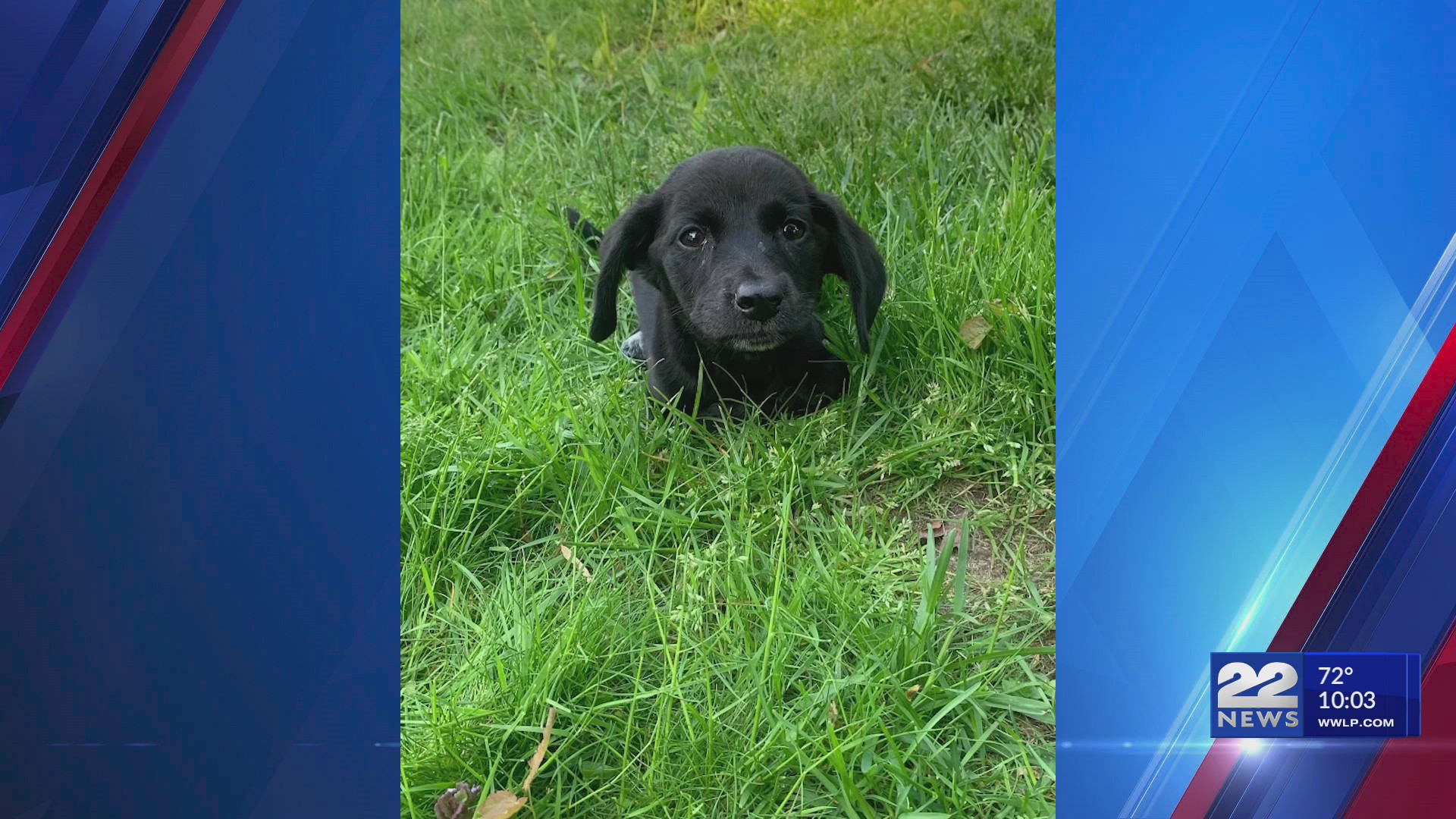 Massachusetts fines Texas-based animal shelter for unlicensed operation ...