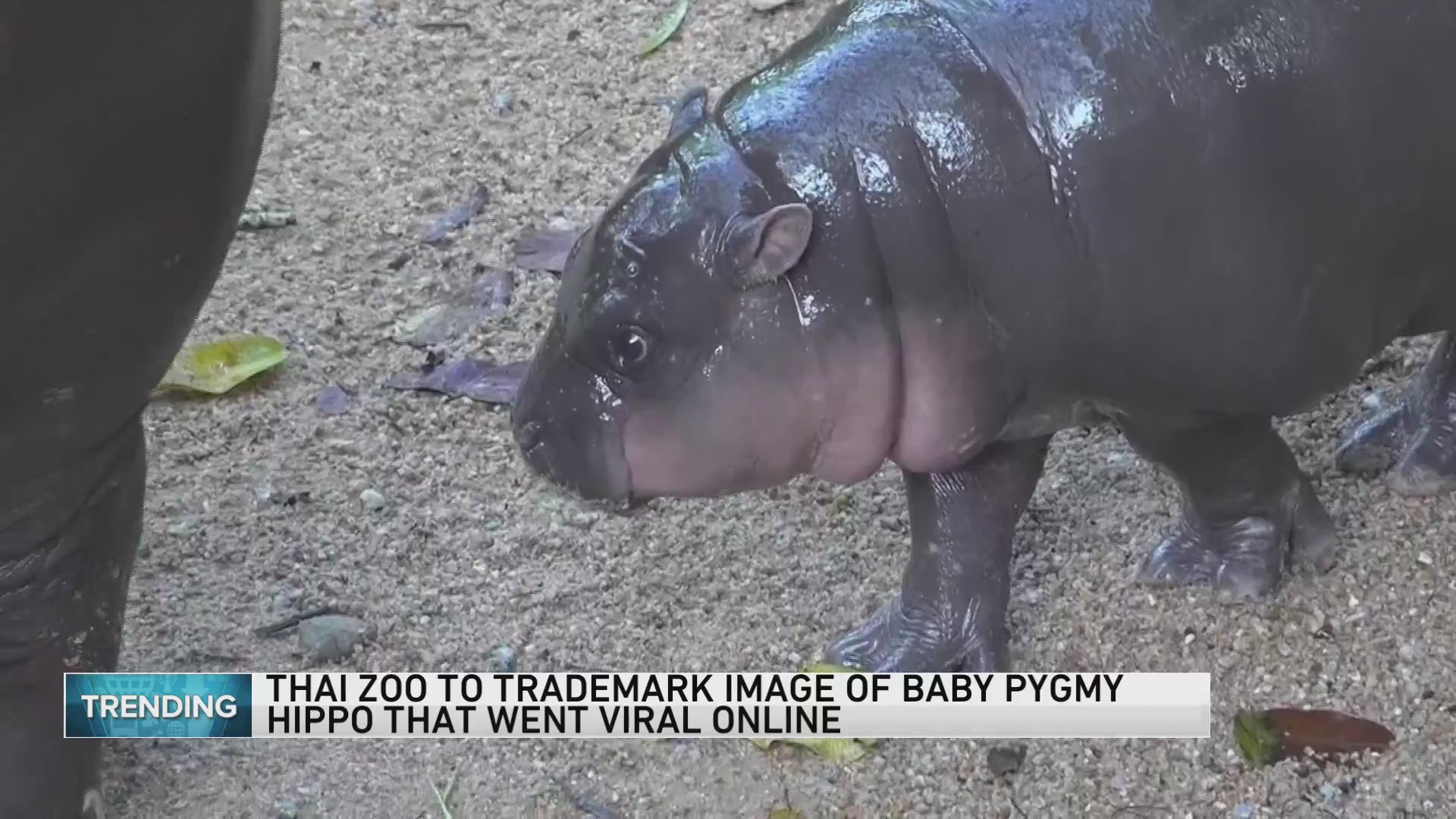 Watch: Viral pygmy hippo Moo Deng may get own patent, trademark – WGN-TV