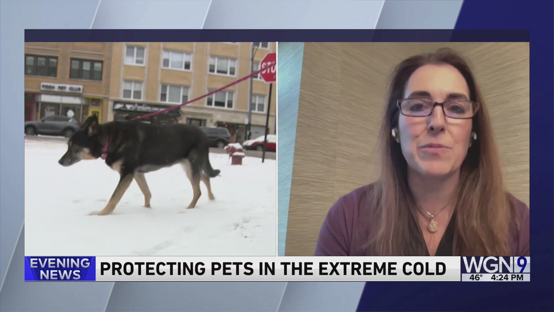 Protecting pets in the extreme cold – WGN-TV